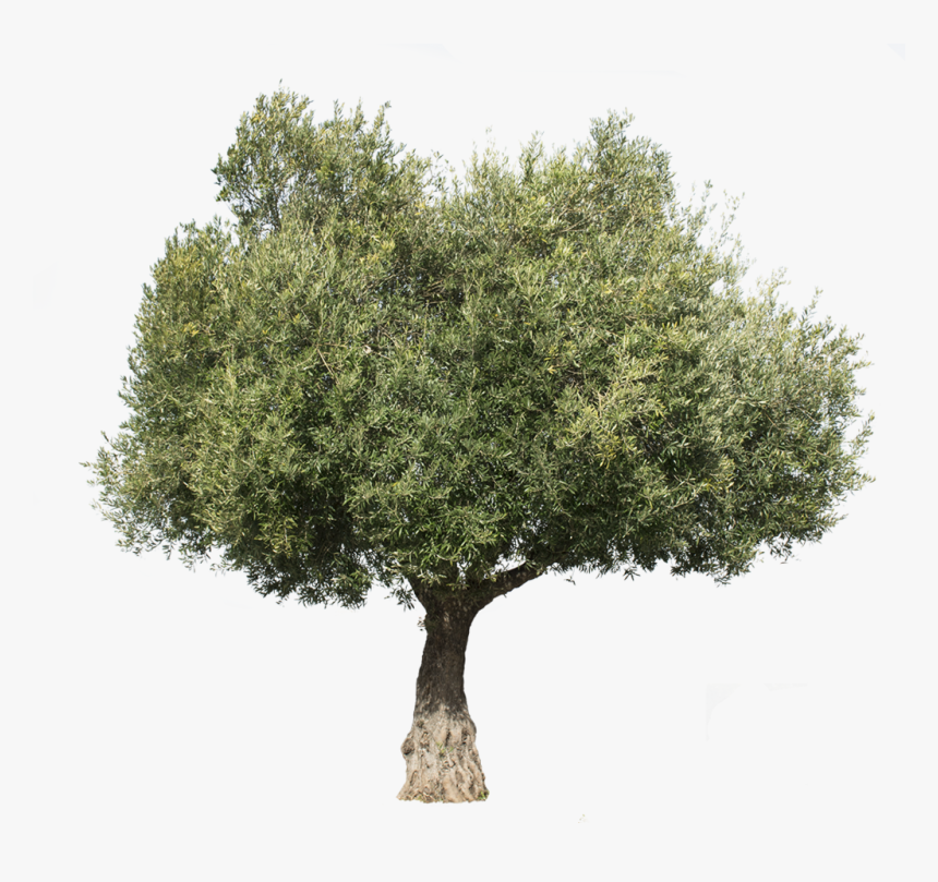 Olive Tree Transparent Background - 55+ Koleksi Gambar