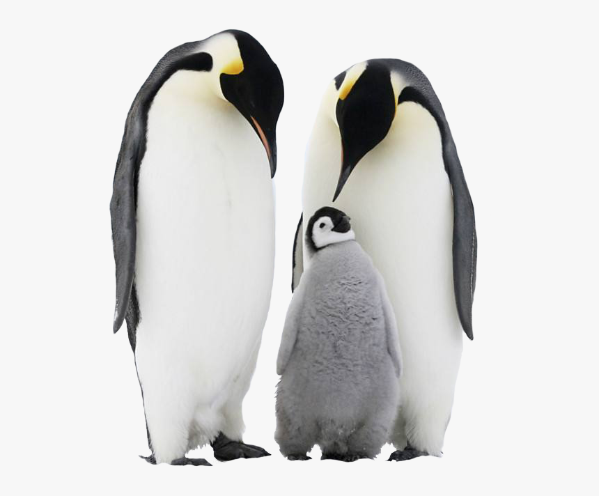 Penguin Png - 55+ Koleksi Gambar