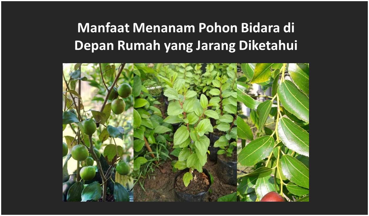Detail Manfaat Menanam Pohon Bidara Depan Rumah Koleksi Nomer 22 Detail Manfaat Menanam Pohon Bidara Depan Rumah Koleksi Nomer 22