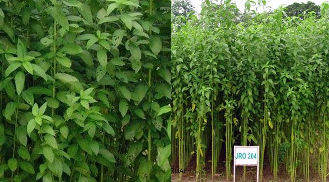 Pohon Biji Rami - 48+ Koleksi Gambar Pohon Biji Rami - 48+ Koleksi Gambar