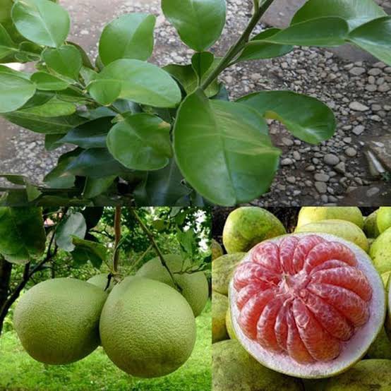 Pohon Jeruk Bali - 52+ Koleksi Gambar Pohon Jeruk Bali - 52+ Koleksi Gambar