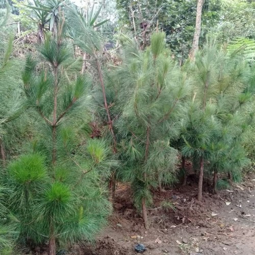 Halaman Unduh untuk file Pohon Pinus Cemara yang ke 2 Halaman Unduh untuk file Pohon Pinus Cemara yang ke 2