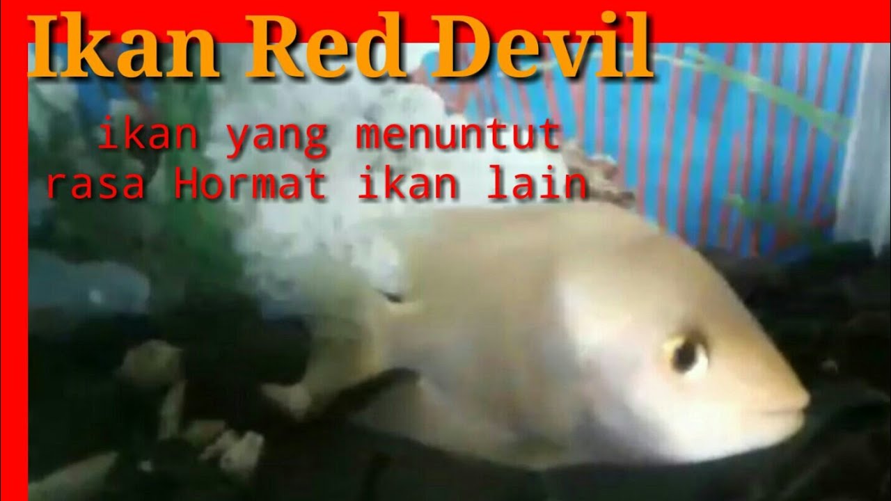 Red Devil Ikan - 50+ Koleksi Gambar