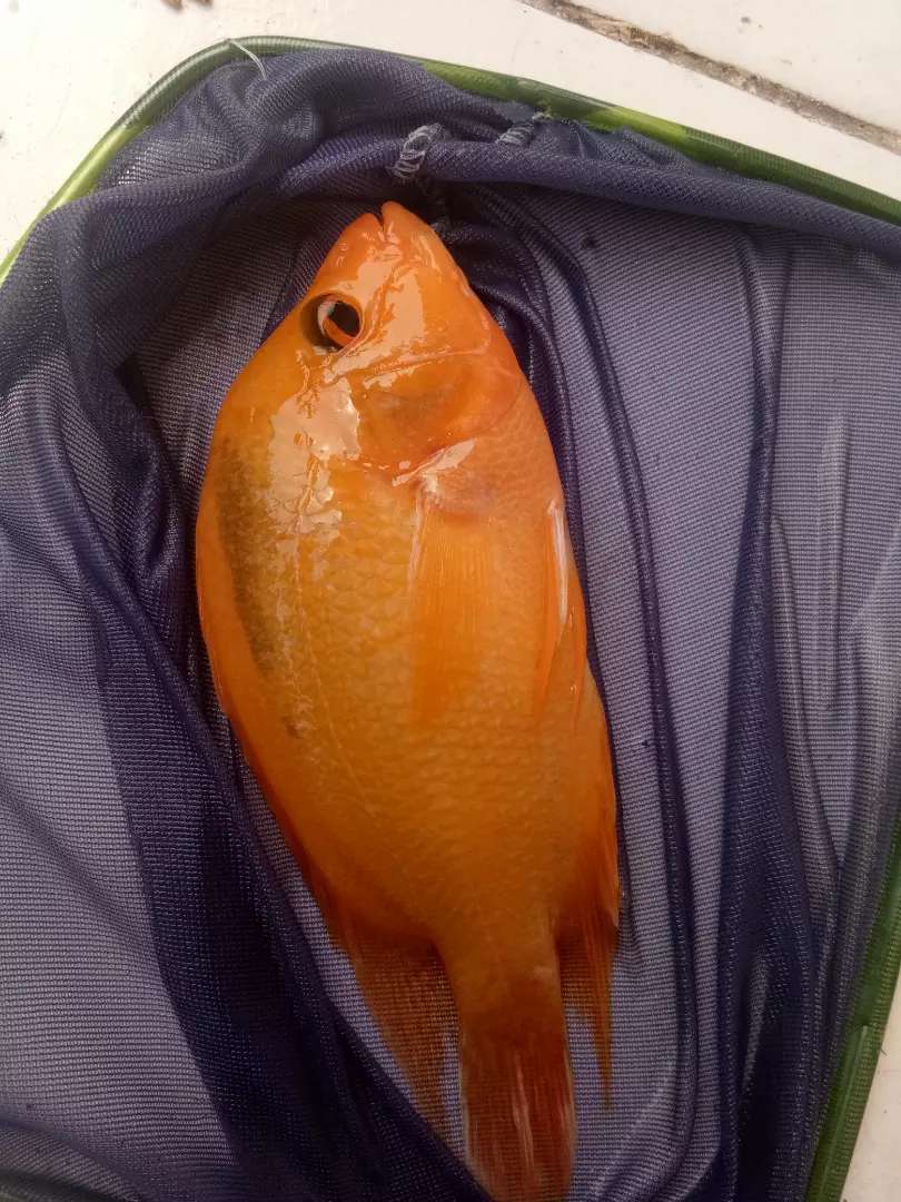 Red Devil Ikan - 50+ Koleksi Gambar