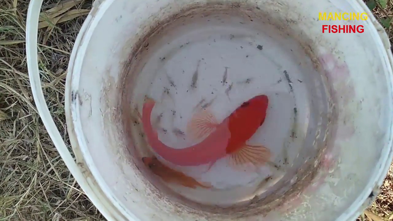 Red Devil Ikan - 50+ Koleksi Gambar