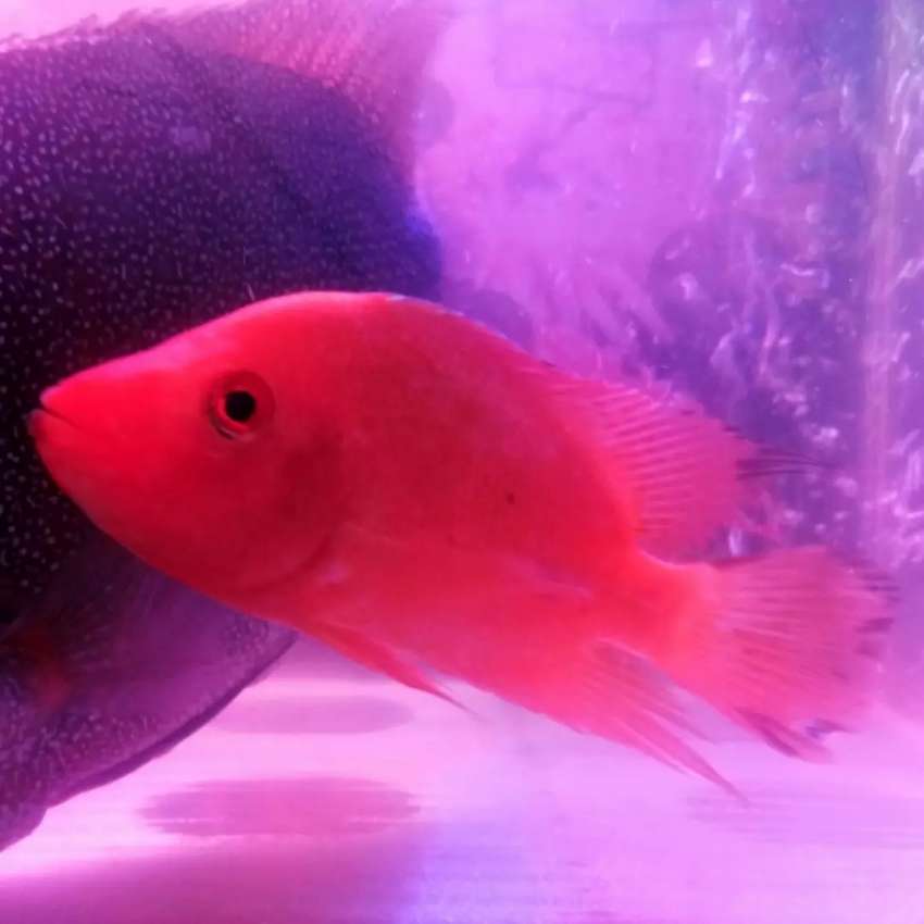 Red Devil Ikan - 50+ Koleksi Gambar