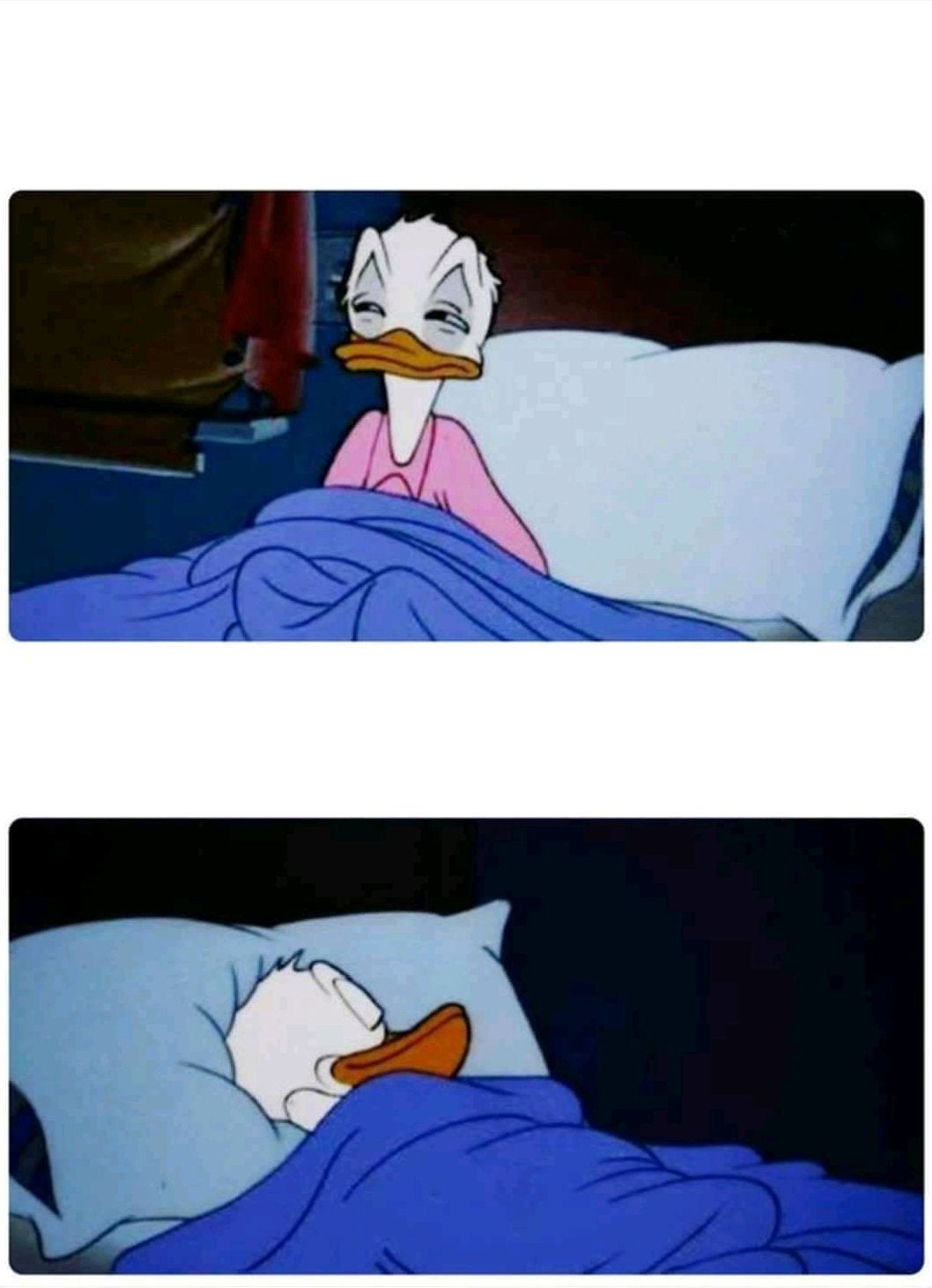 Donald Duck Meme Bed 57 Koleksi Gambar