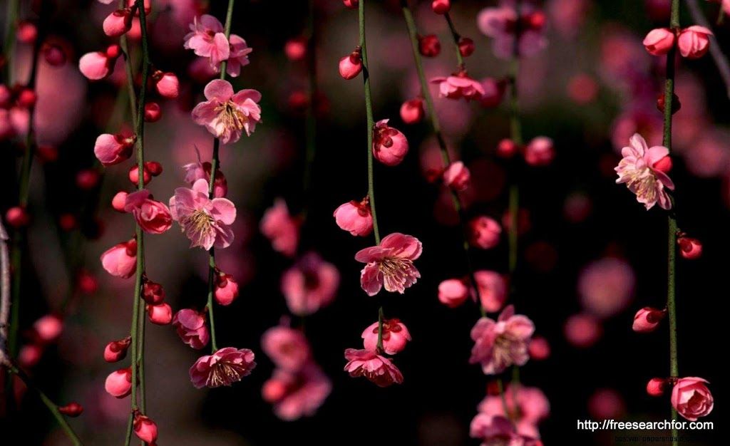 Detail Wallpaper Hd Laptop Full Screen Koleksi Nomer 11 Detail Wallpaper Hd Laptop Full Screen Koleksi Nomer 11