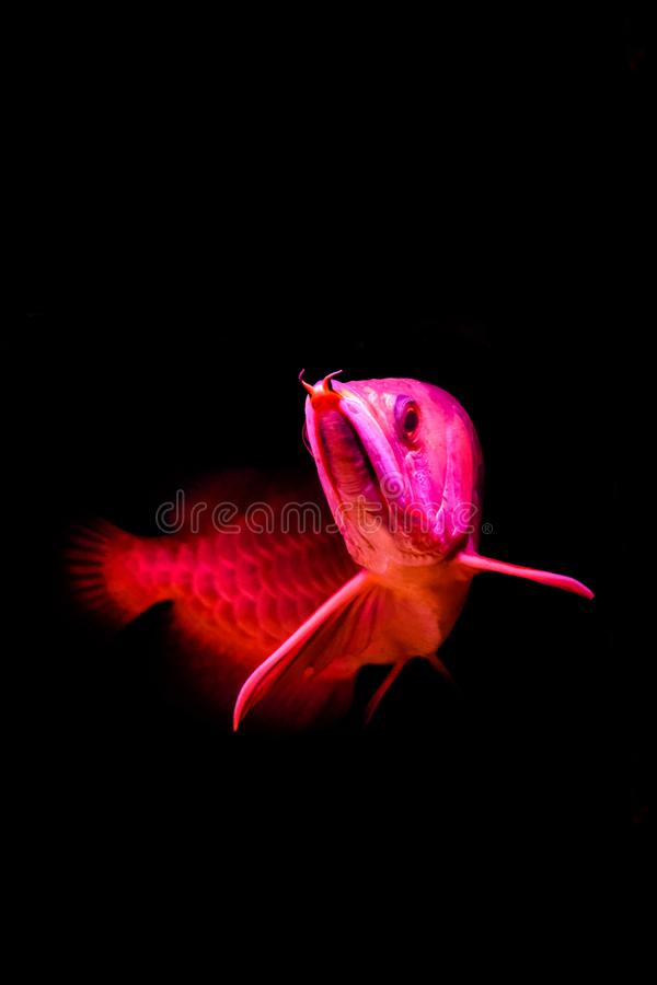 Detail Wallpaper Ikan Arwana Super Red Koleksi Nomer 12