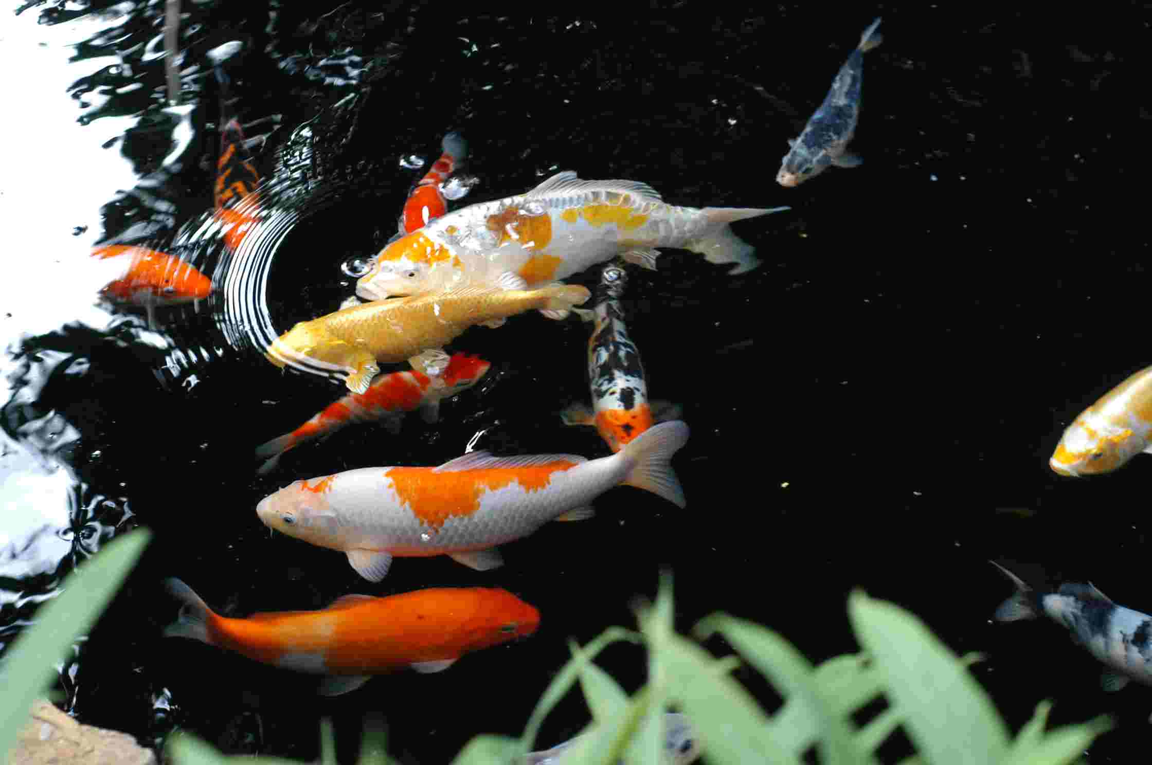 Wallpaper Ikan Koi Full Hd 58 Koleksi Gambar