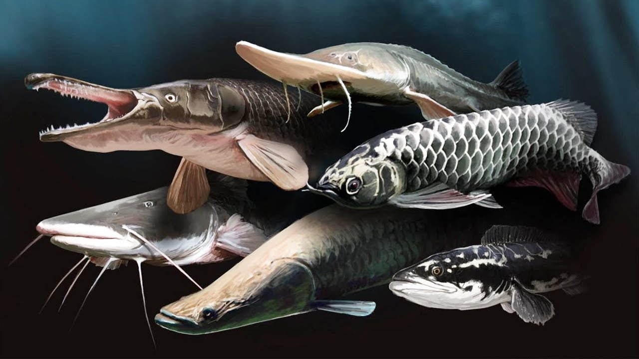 Detail Wallpaper Ikan Predator Koleksi Nomer 8 Detail Wallpaper Ikan Predator Koleksi Nomer 8