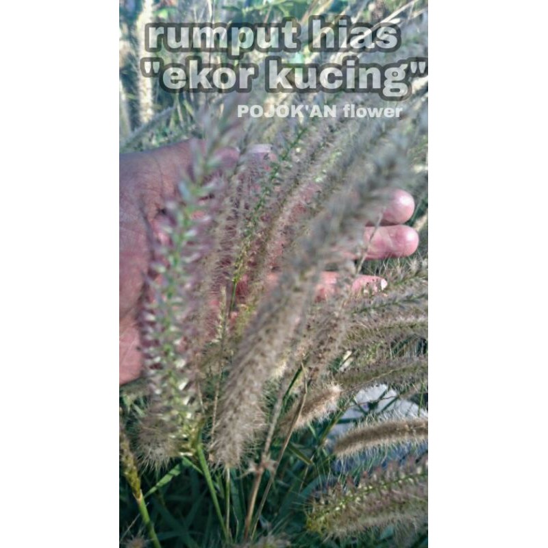 Rumput Ekor Kucing - 55+ Koleksi Gambar Rumput Ekor Kucing - 55+ Koleksi Gambar