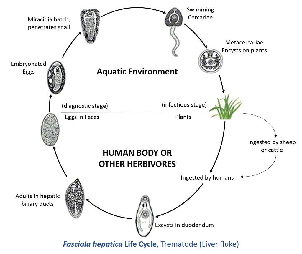 Detail Skema Daur Hidup Fasciola Hepatica Koleksi Nomer 31 Detail Skema Daur Hidup Fasciola Hepatica Koleksi Nomer 31