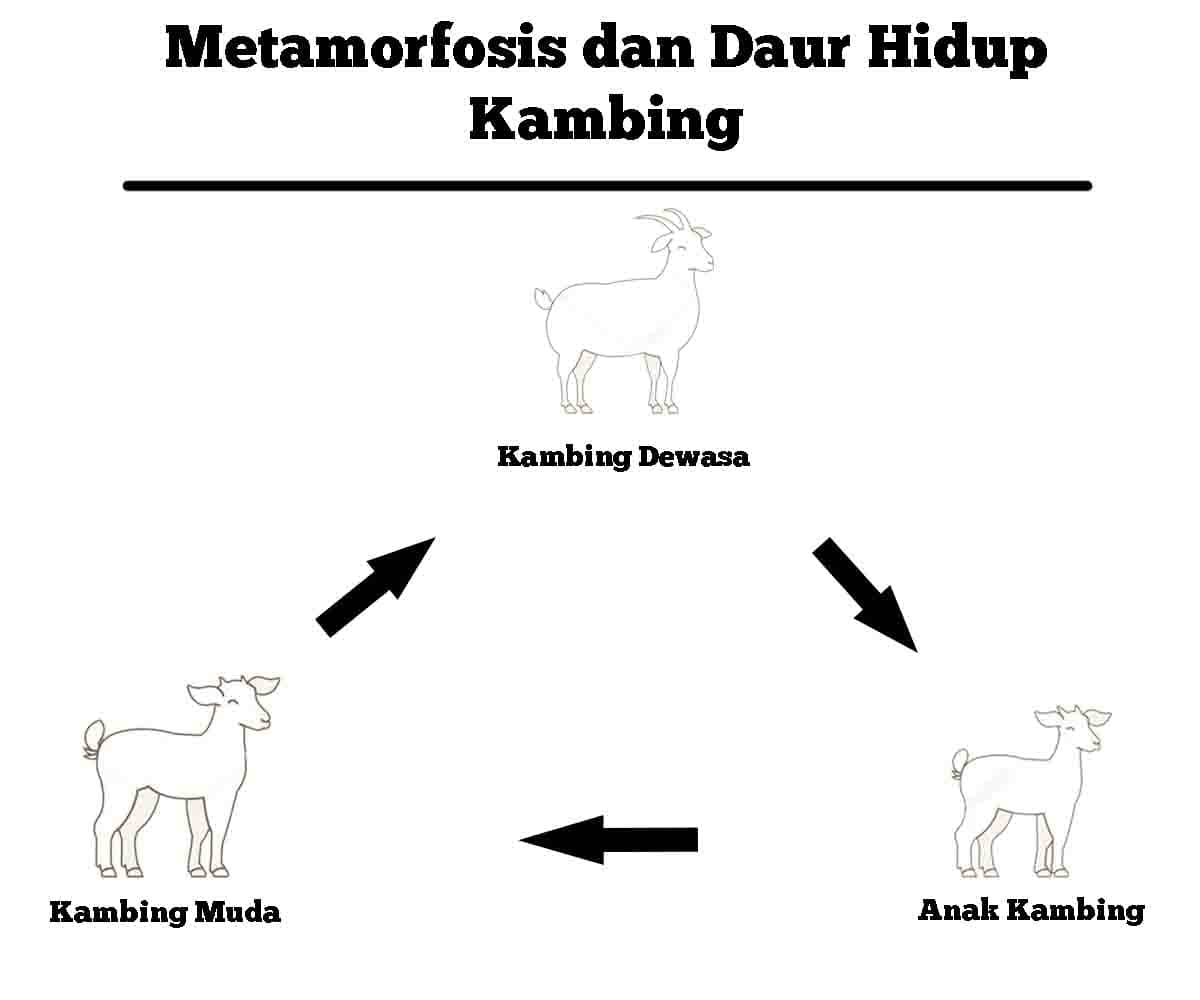 Detail Skema Daur Hidup Fasciola Hepatica Koleksi Nomer 41 Detail Skema Daur Hidup Fasciola Hepatica Koleksi Nomer 41