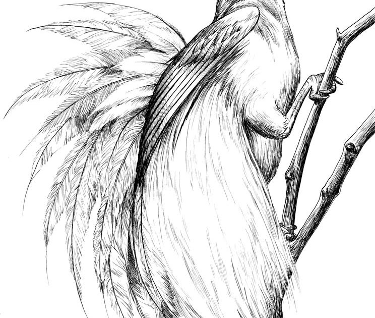 Detail Sketsa Gambar Burung Cendrawasih Koleksi Nomer 22