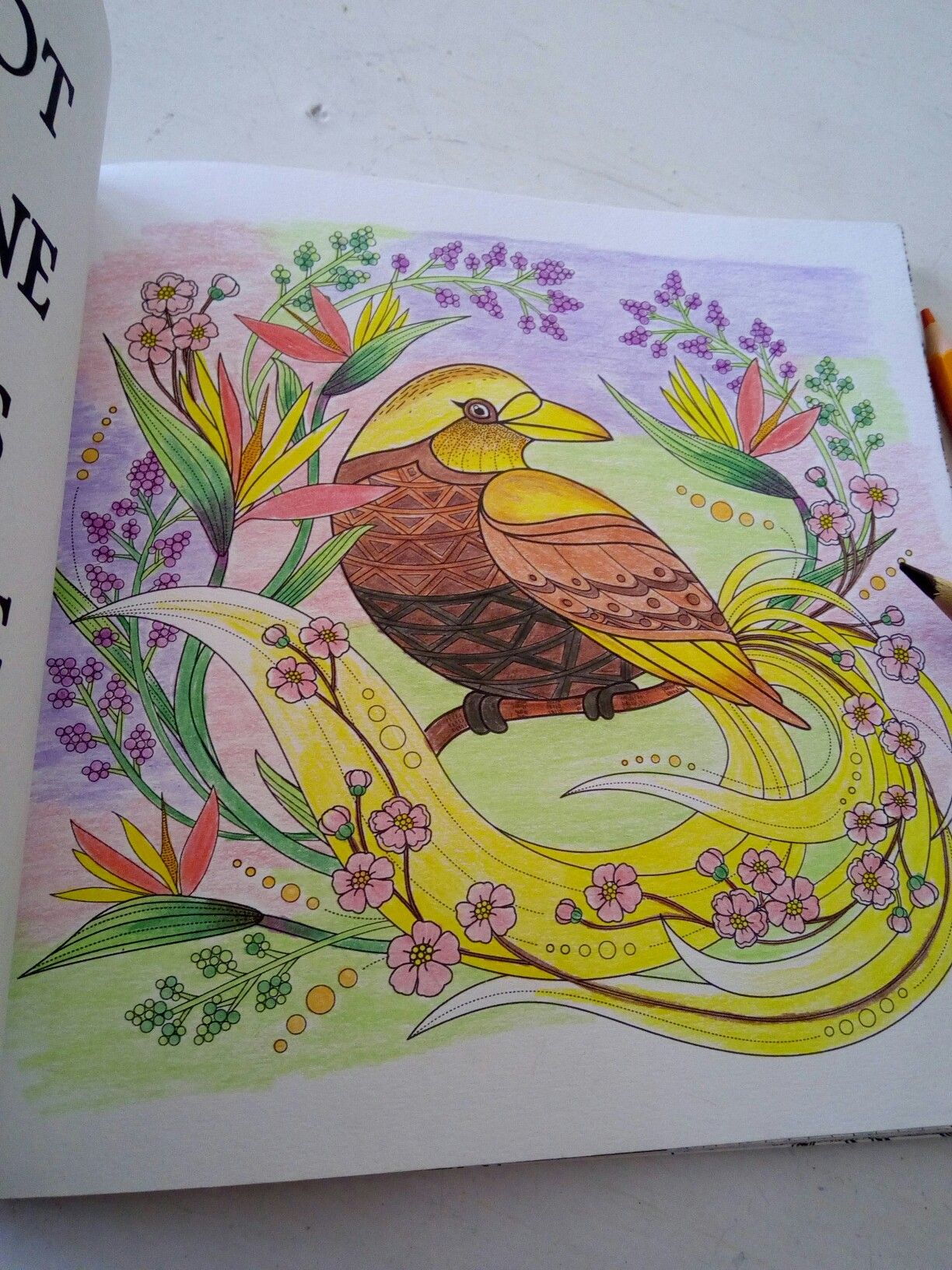 Detail Sketsa Gambar Burung Cendrawasih Koleksi Nomer 34
