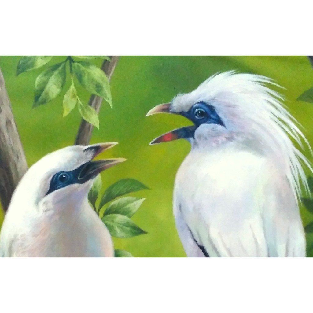 Detail Sketsa Gambar Burung Jalak Bali Koleksi Nomer 19 