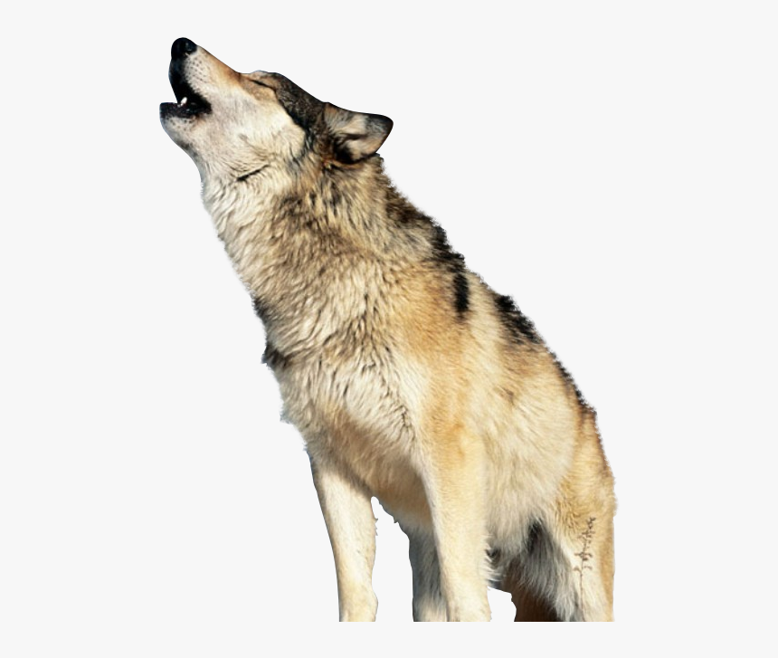 Wolf Transparent - 57+ Koleksi Gambar