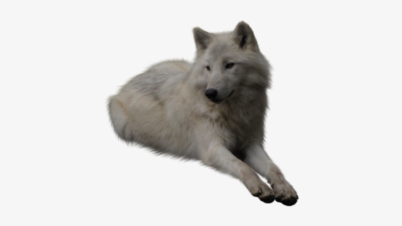 Wolf Transparent - 57+ Koleksi Gambar