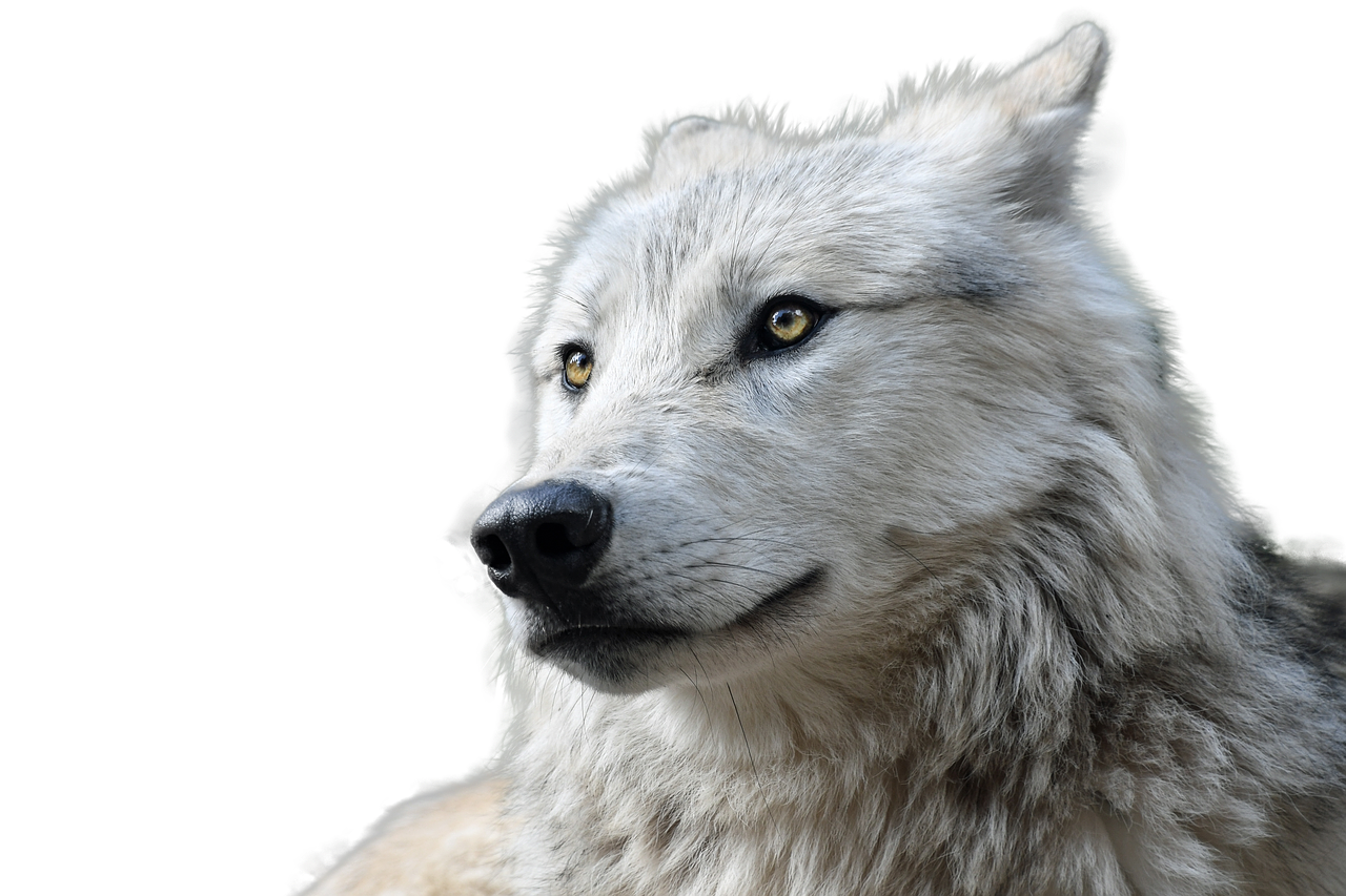 Wolf Transparent - 57+ Koleksi Gambar