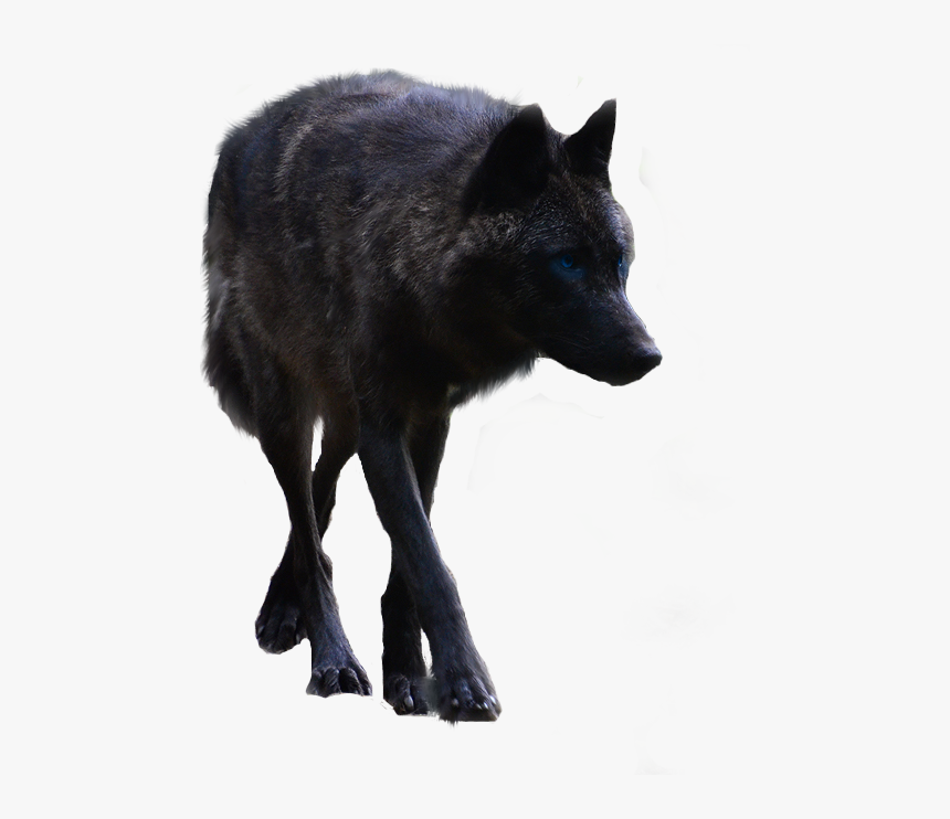 Wolf Transparent - 57+ Koleksi Gambar
