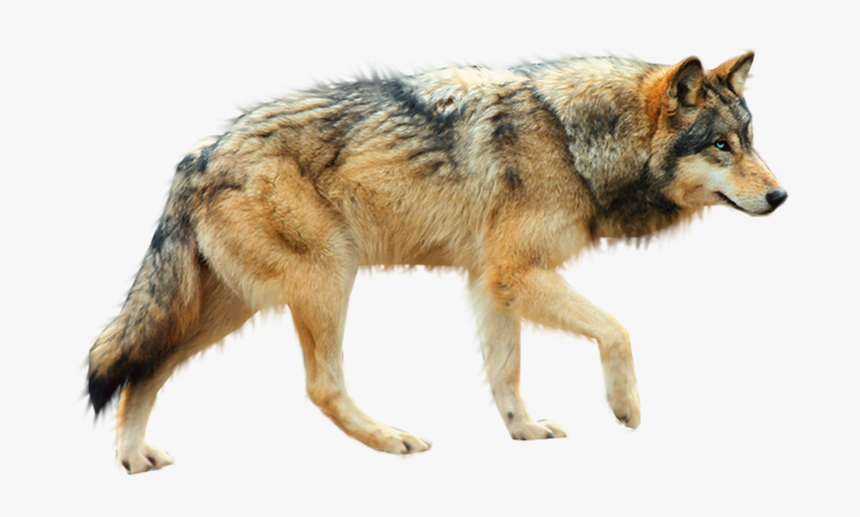 Wolf Transparent - 57+ Koleksi Gambar