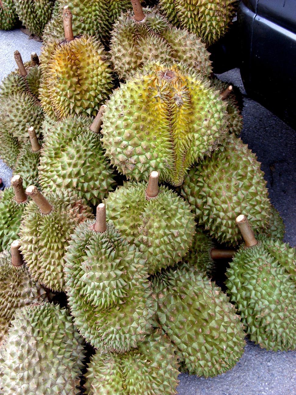 Download Gambar Durian 58 Koleksi Gambar