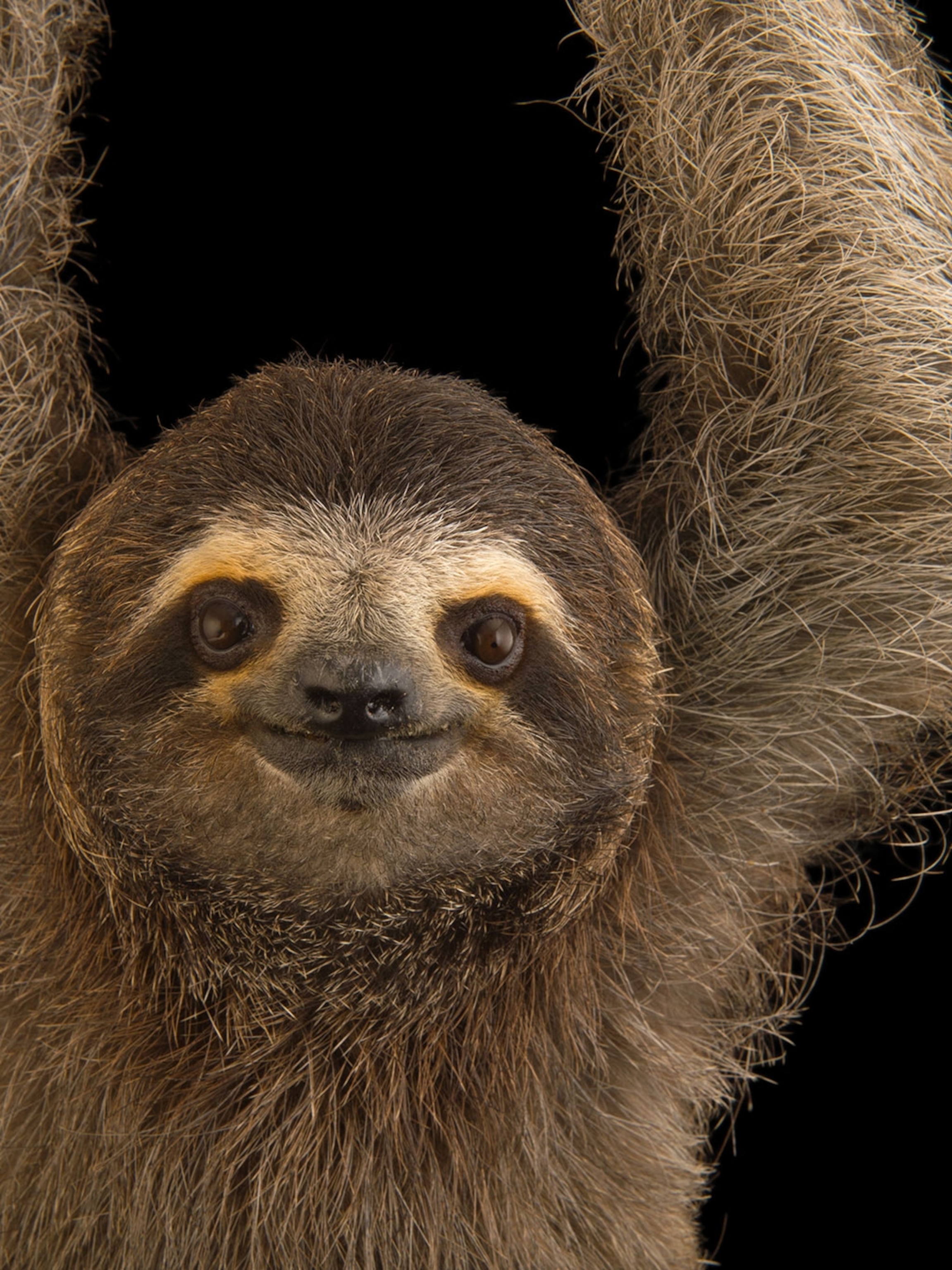 Three Toed Sloth Images 54 Koleksi Gambar
